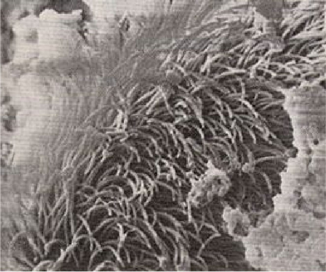 Infusorienübersicht