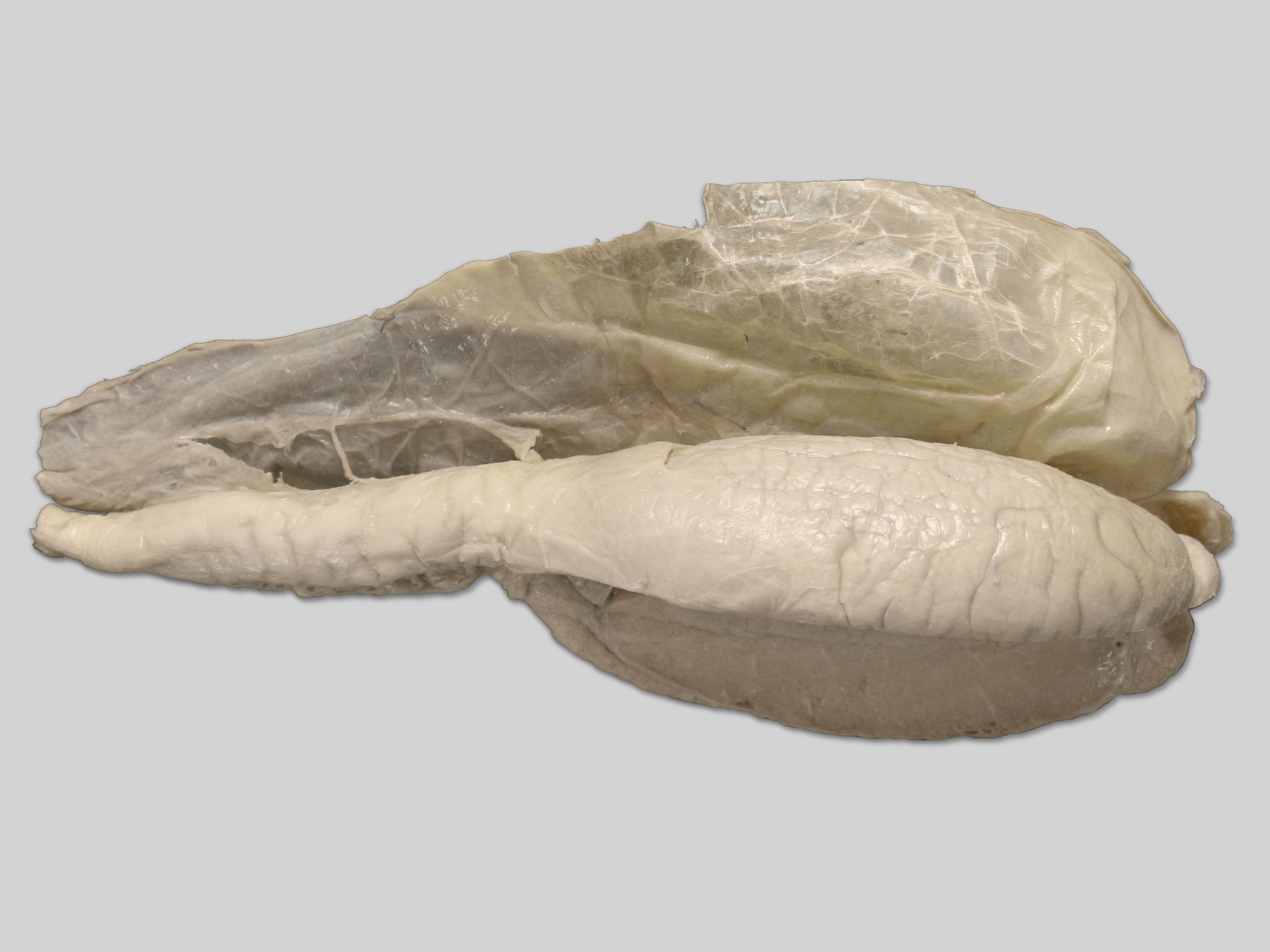 Hoden, Testis, Orchis (Rind)