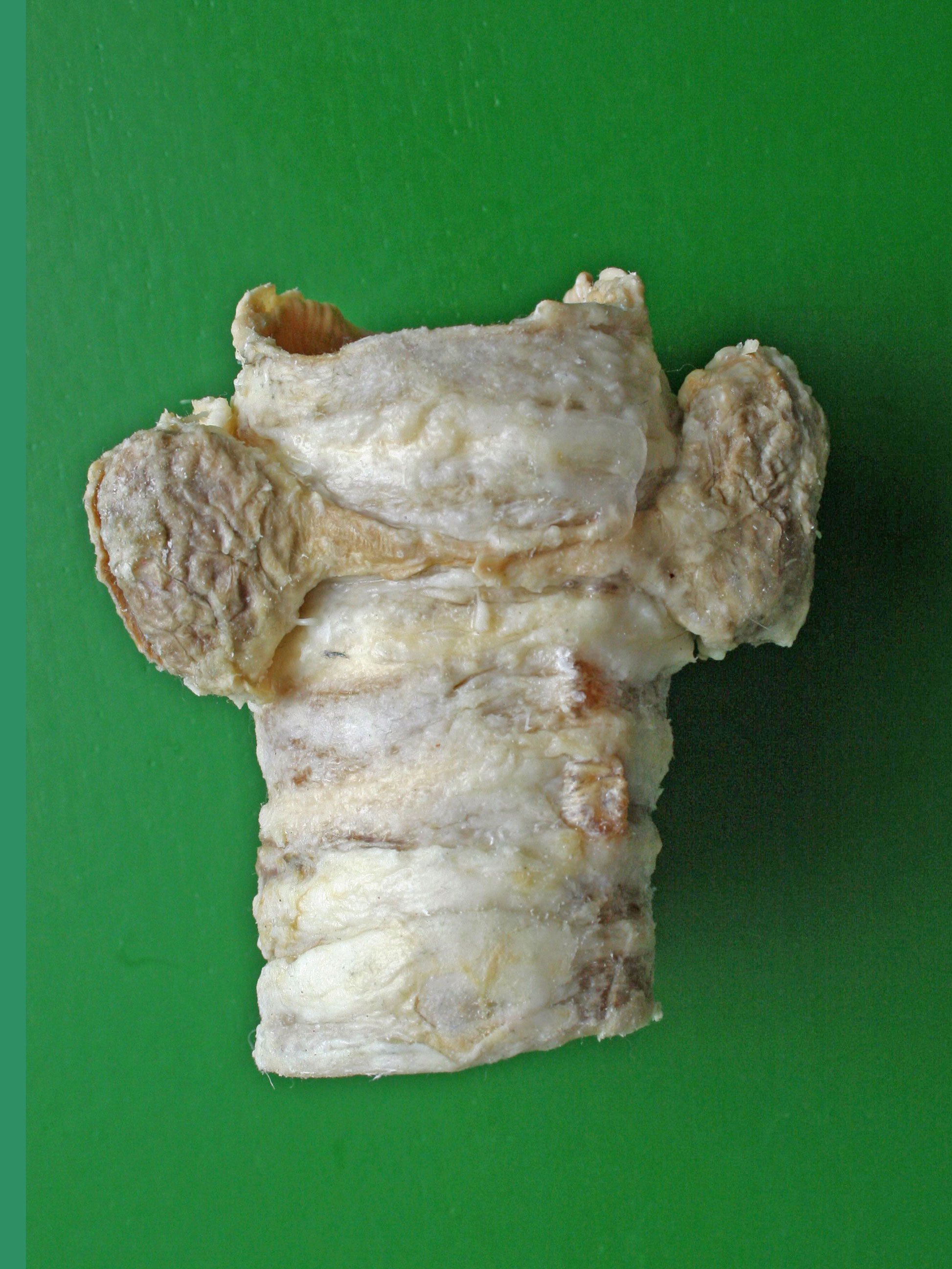 Schilddrüse, Glandula thyroidea - Ventralansicht (Pferd)