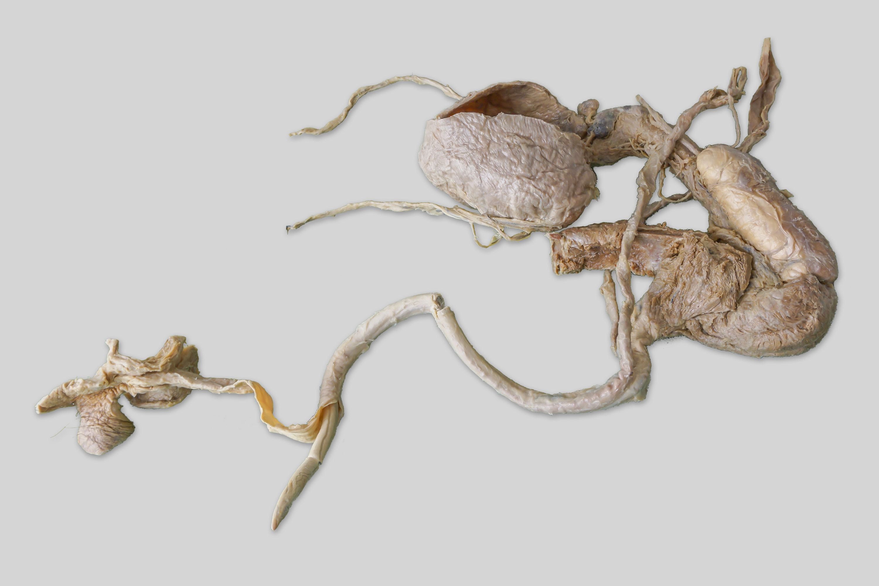 Harn- und männlicher Geschlechtsapparat, Organa urinaria et genitalia ...