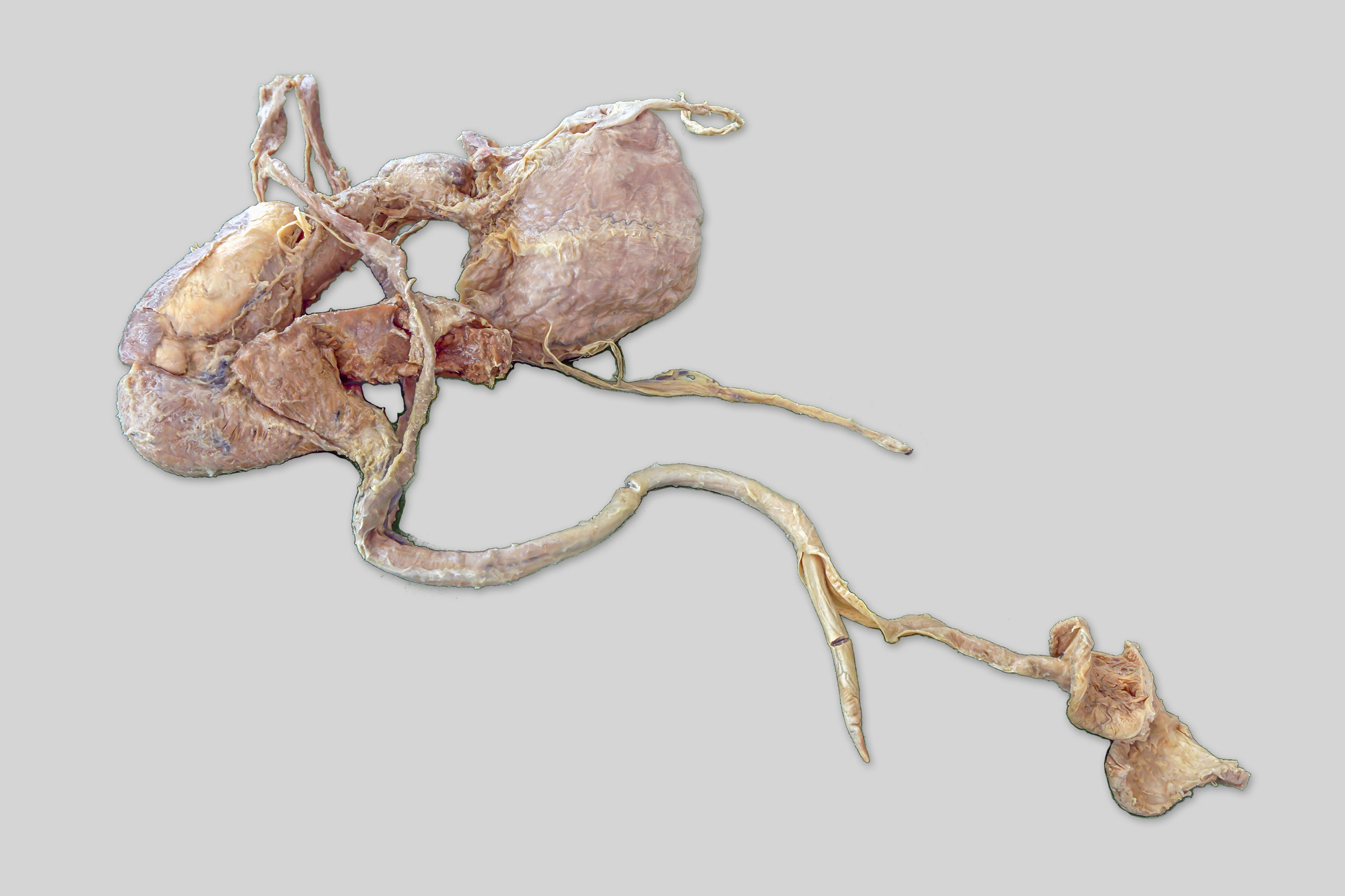 Harn- und männlicher Geschlechtsapparat, Organa urinaria et genitalia ...