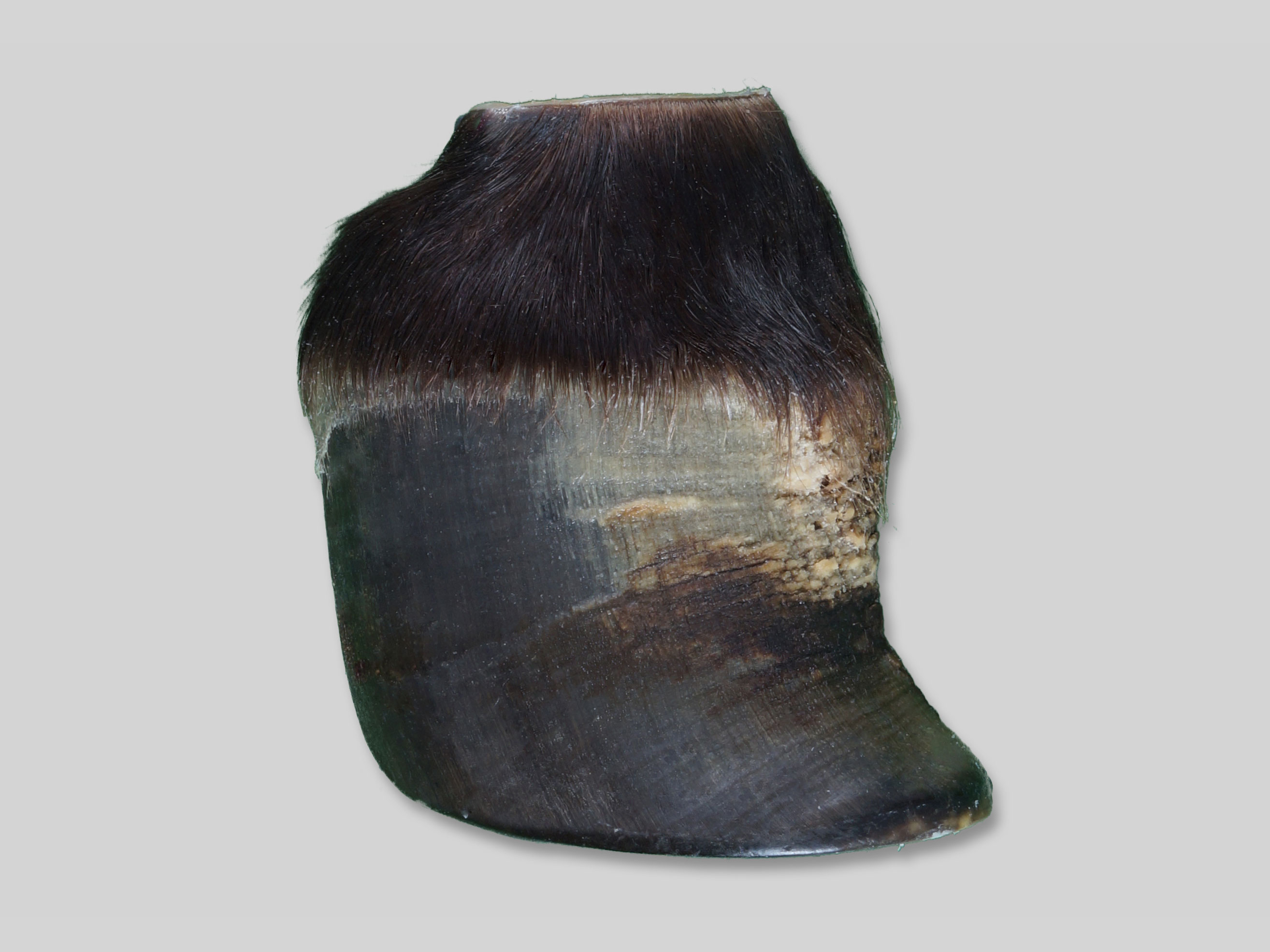 Huf, Ungula - Lateralansicht (Pferd)